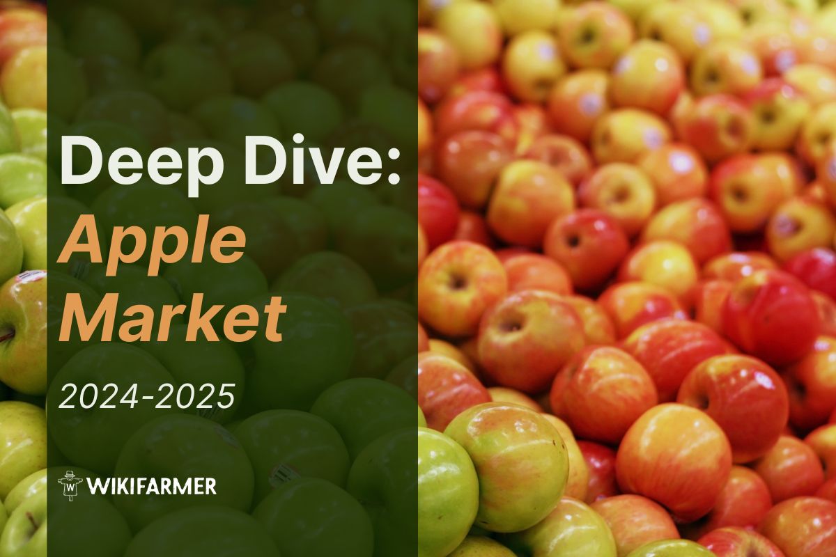 Deep Dive: The Global Apple Market 2024-2025 | Wikifarmer