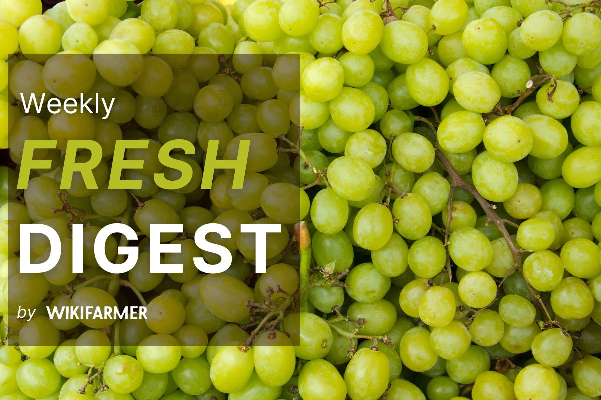 Fresh Market Digest: Week 36 | Wikifarmer