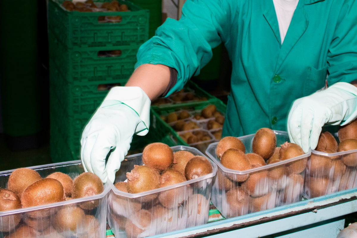 Kiwi quality and export standards | Wikifarmer