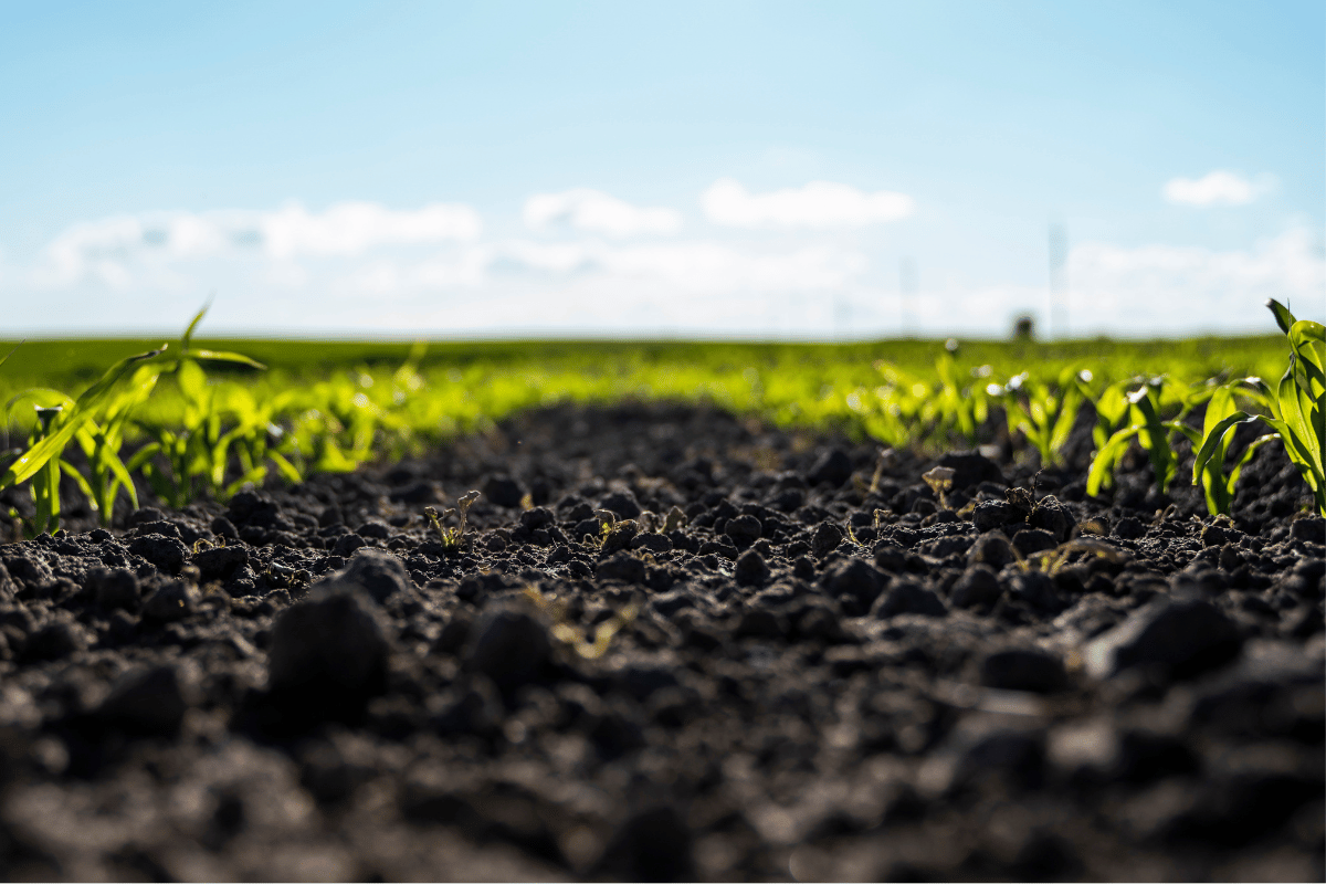 The soil microbiome as a classroom: Lessons for food security, health ...