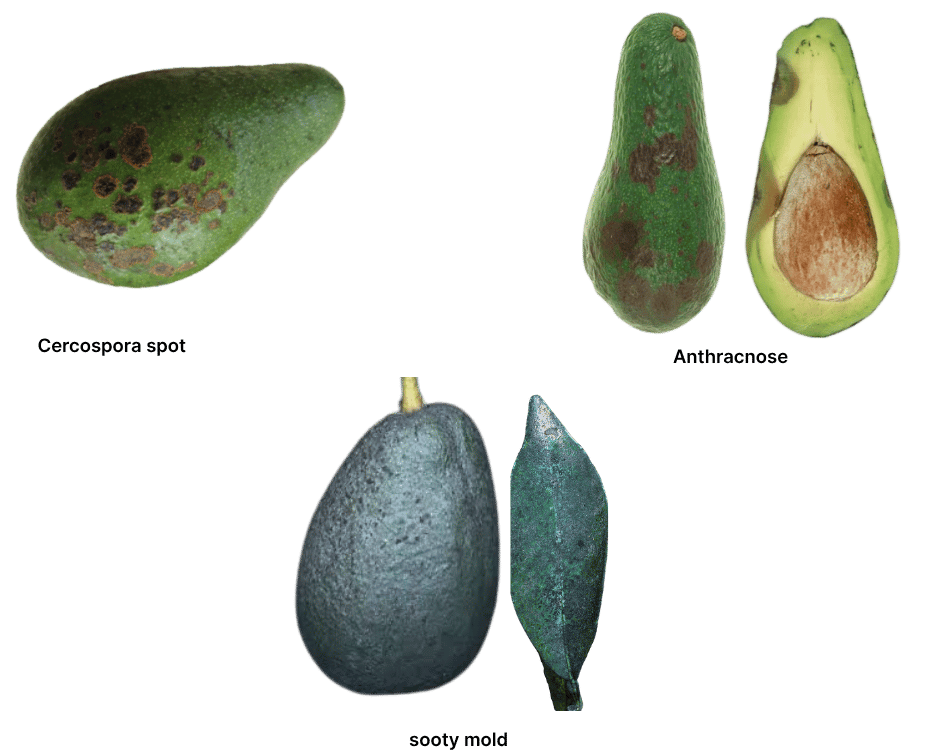 Common avocado quality defects | Wikifarmer