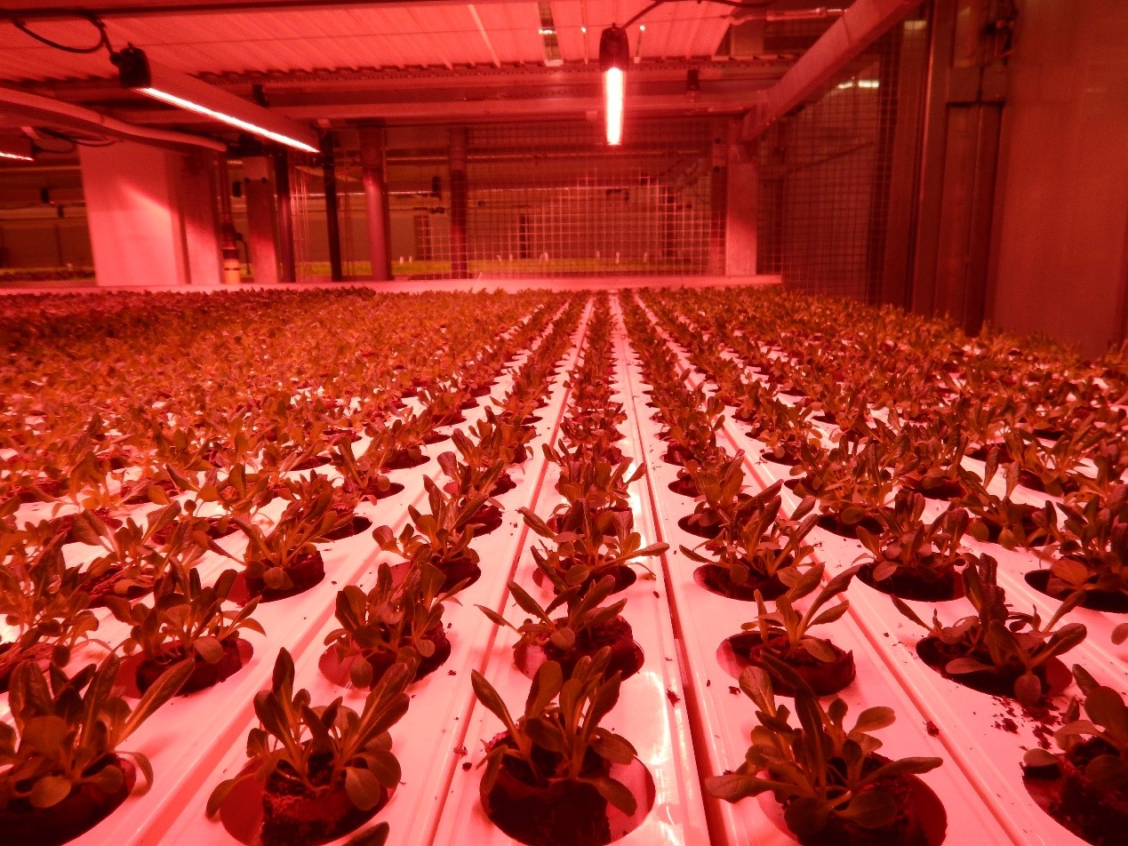 Artificial lighting in CEA leafy greens | Wikifarmer