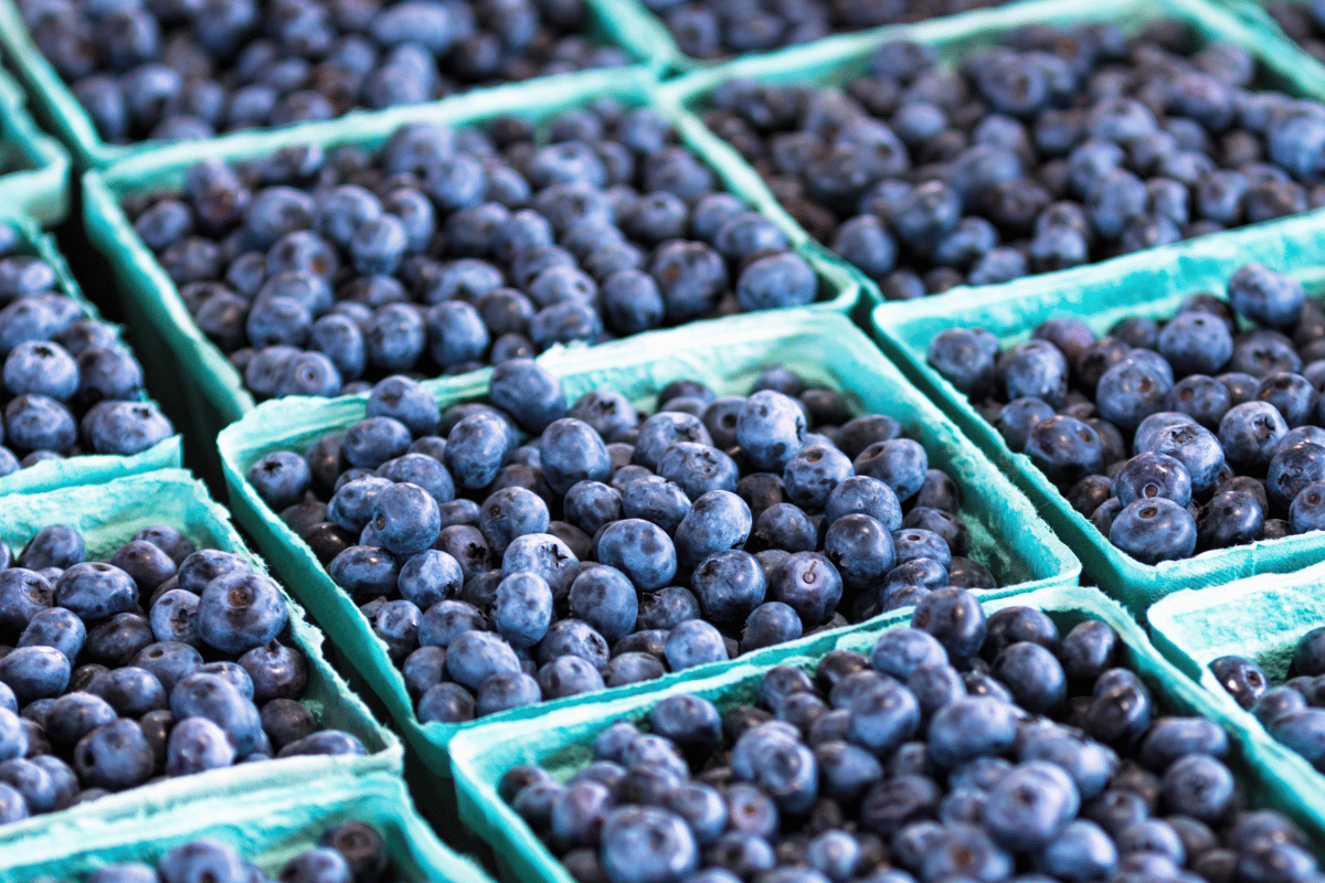 Blueberry quality standards and export insights | Wikifarmer