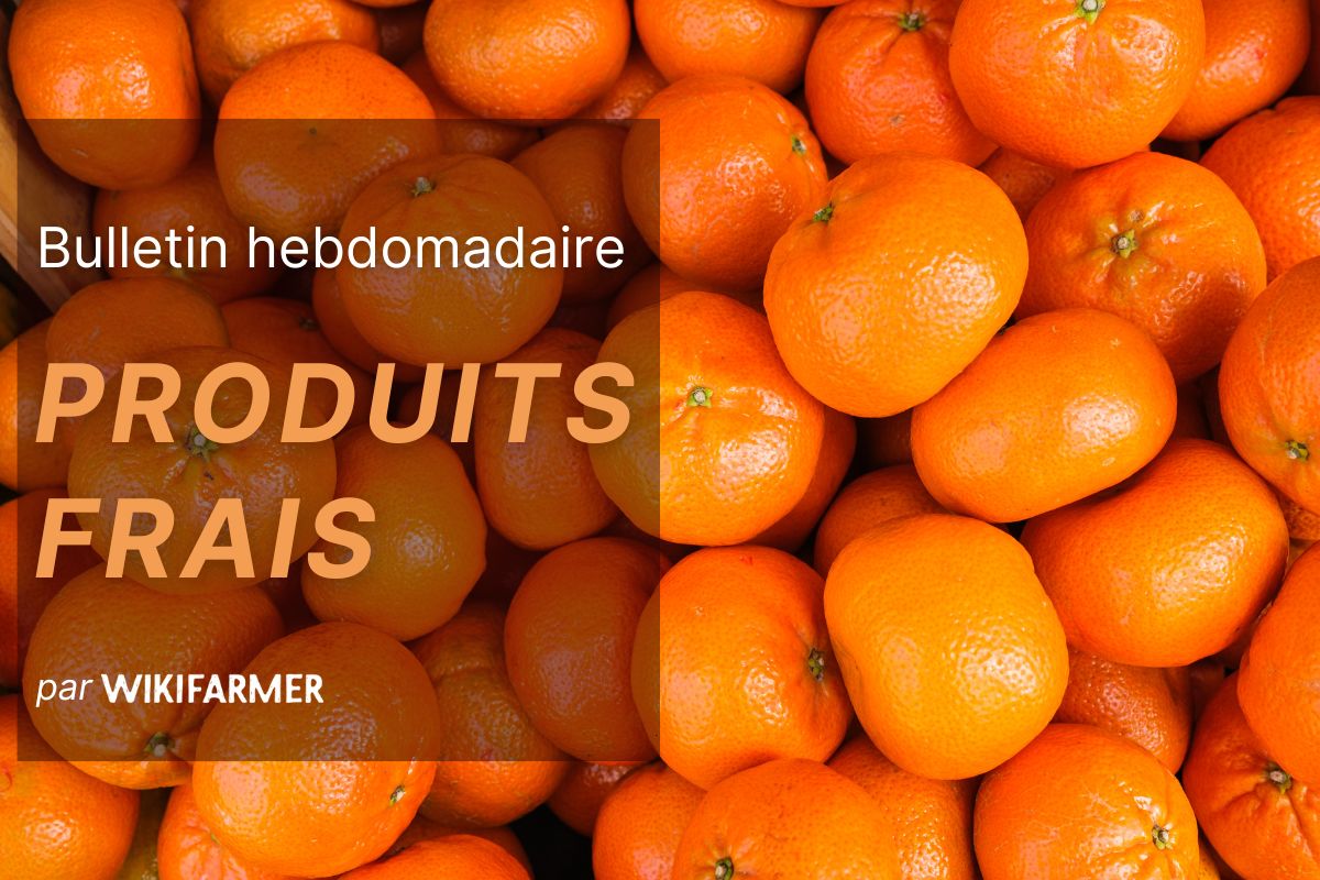 Bulletin du marché des produits frais : Semaine 45 | Wikifarmer