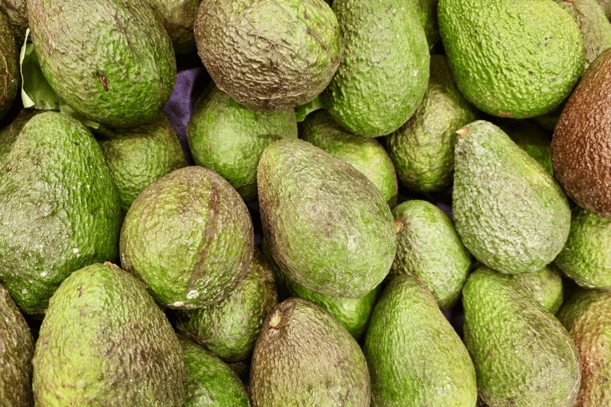 Common avocado quality defects | Wikifarmer