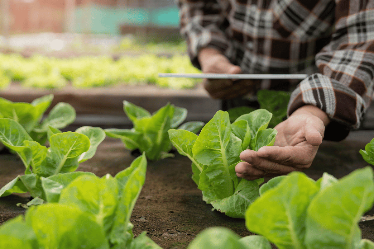 How greenhouse data becomes a daily growing habit | Wikifarmer