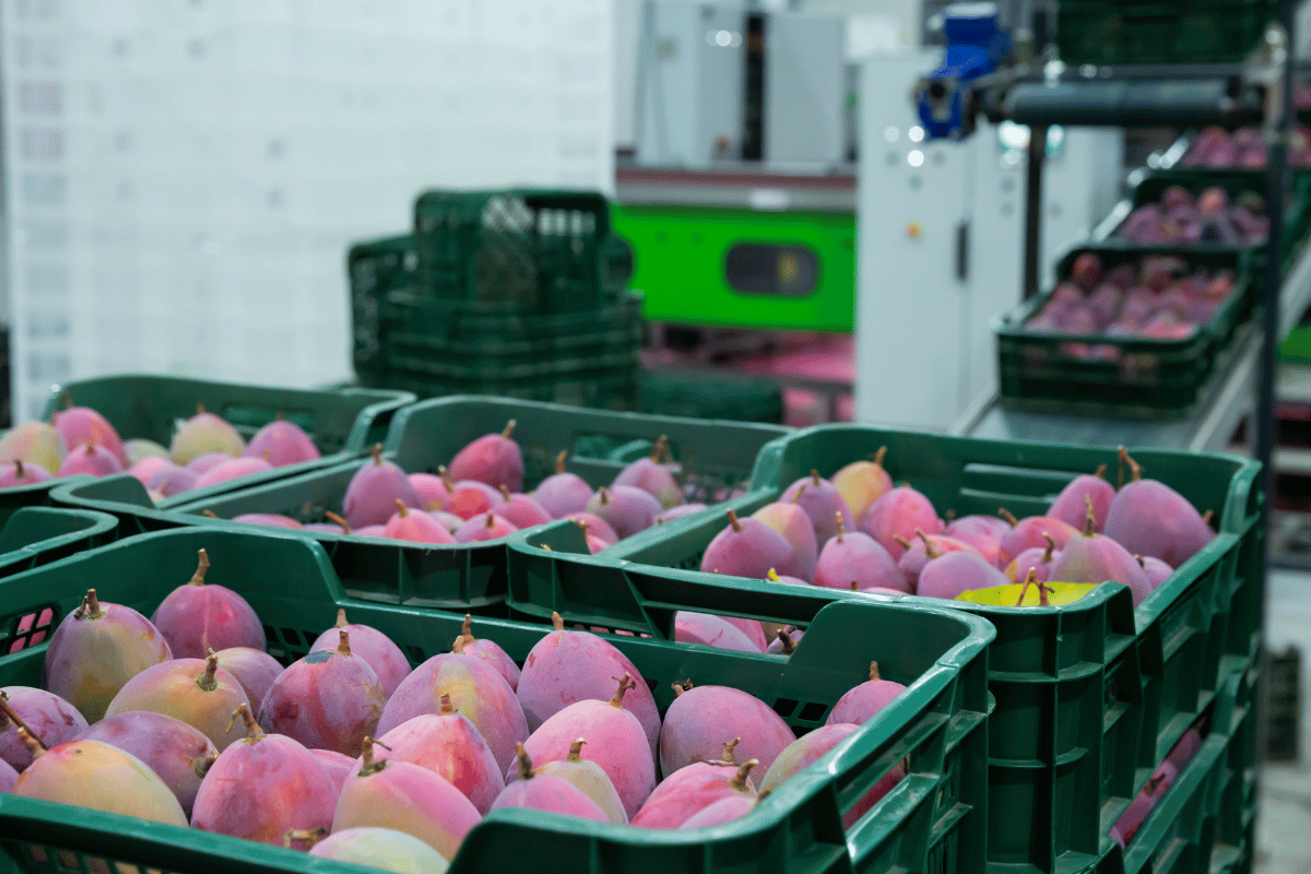 Mango quality standards and export insights | Wikifarmer