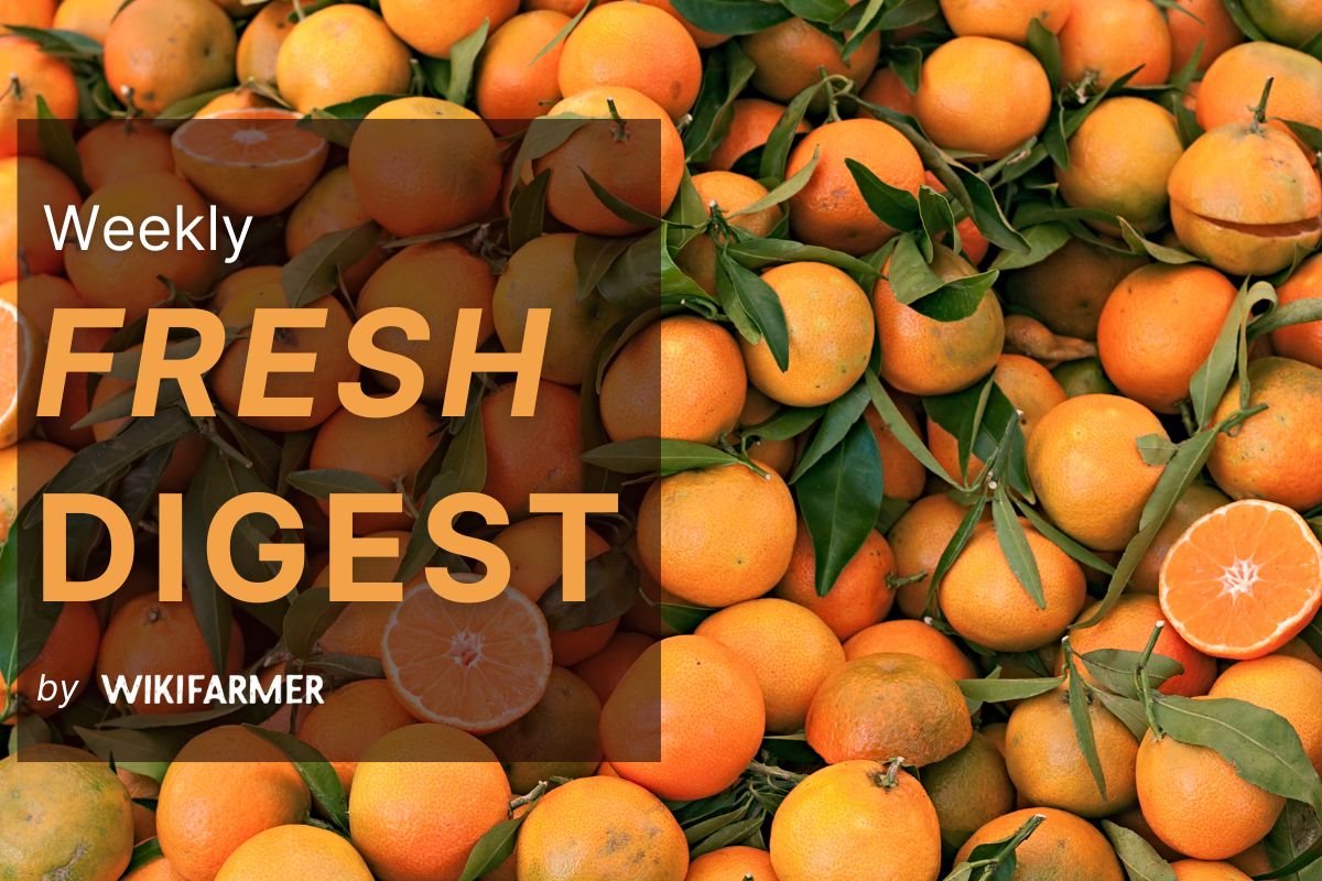 Fresh Market Digest: Week 46 | Wikifarmer