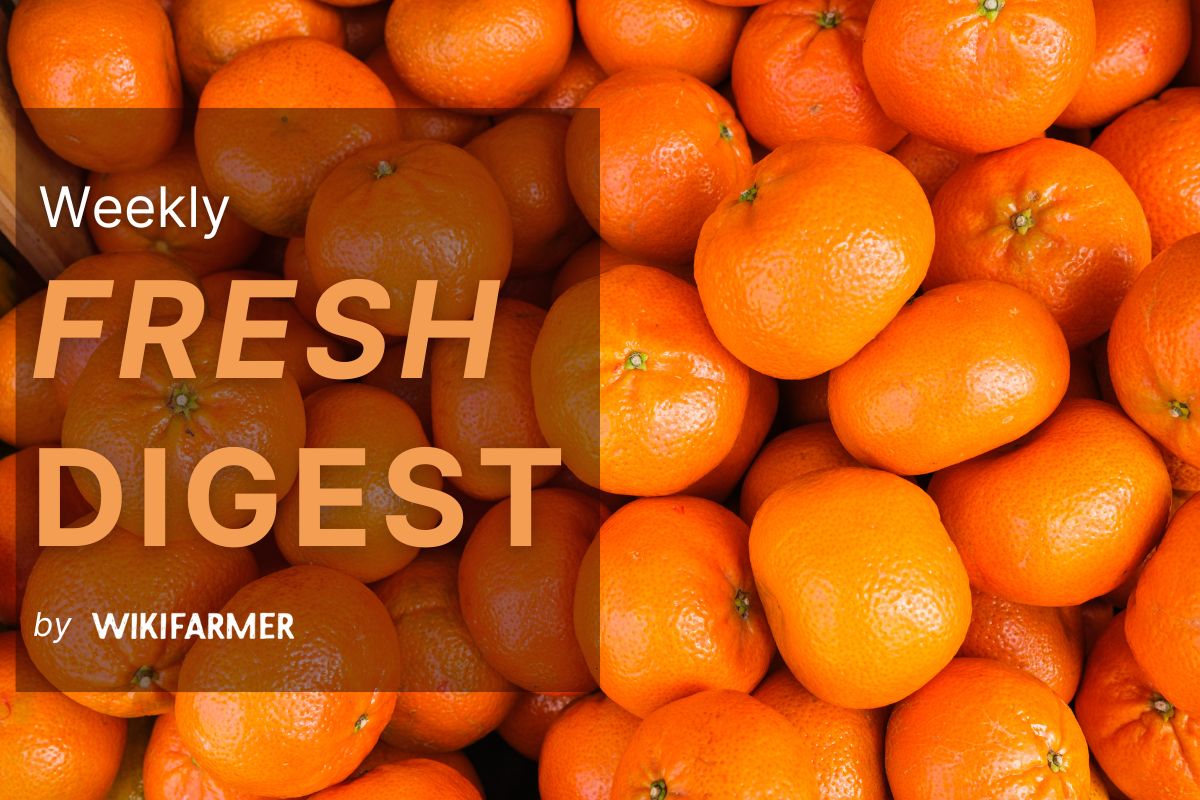 Fresh Market Digest: Week 45 | Wikifarmer