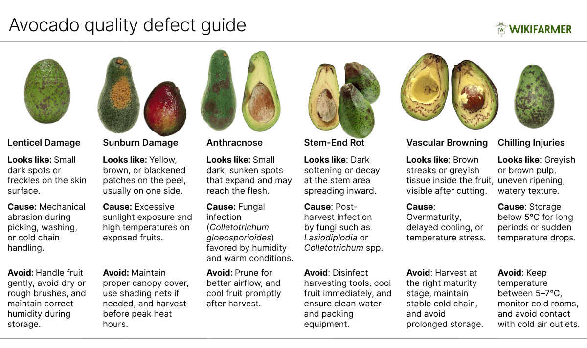 Common avocado quality defects | Wikifarmer