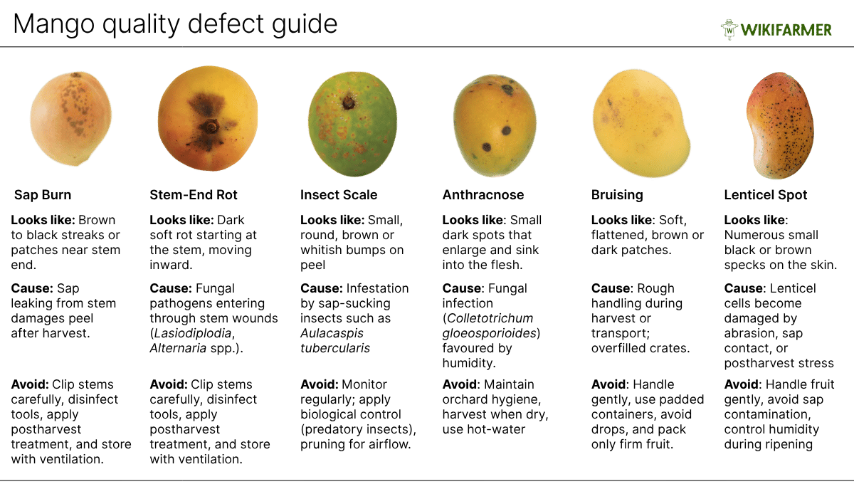 Common mango quality defects | Wikifarmer