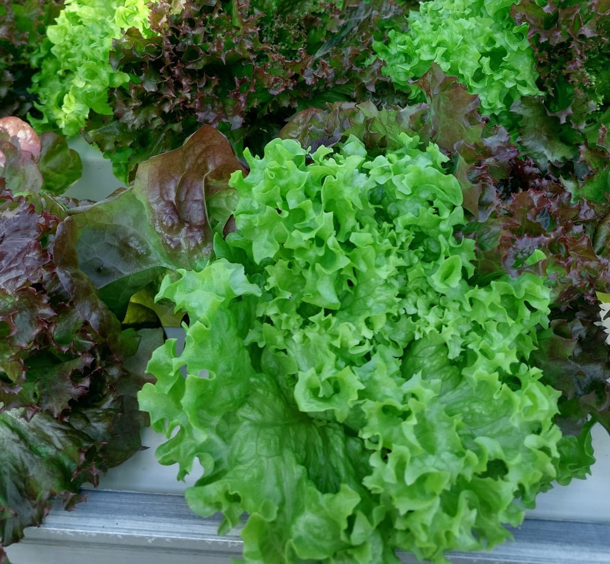 Inside the modern leafy greens market in CEA systems | Wikifarmer