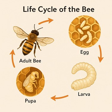 Beekeeping basics and honeybee biology: A complete overview for ...