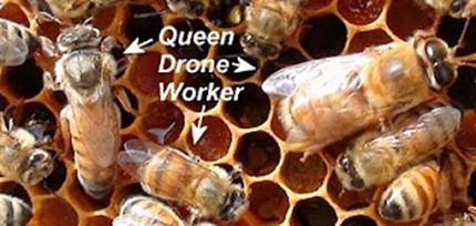 Beekeeping basics and honeybee biology: A complete overview for ...