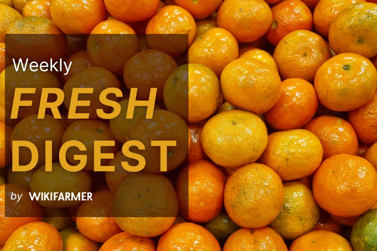 Fresh Market Digest: Week 49 | Wikifarmer