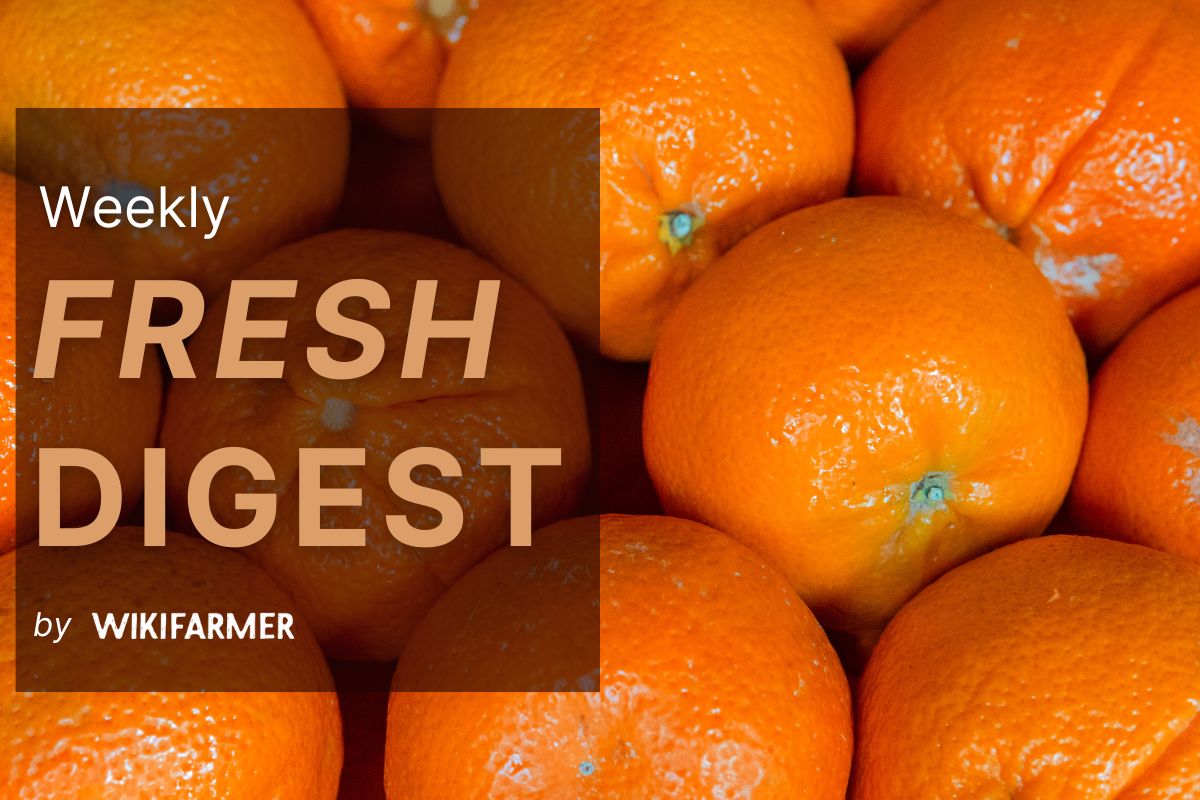 Fresh Market Digest: Week 50 | Wikifarmer