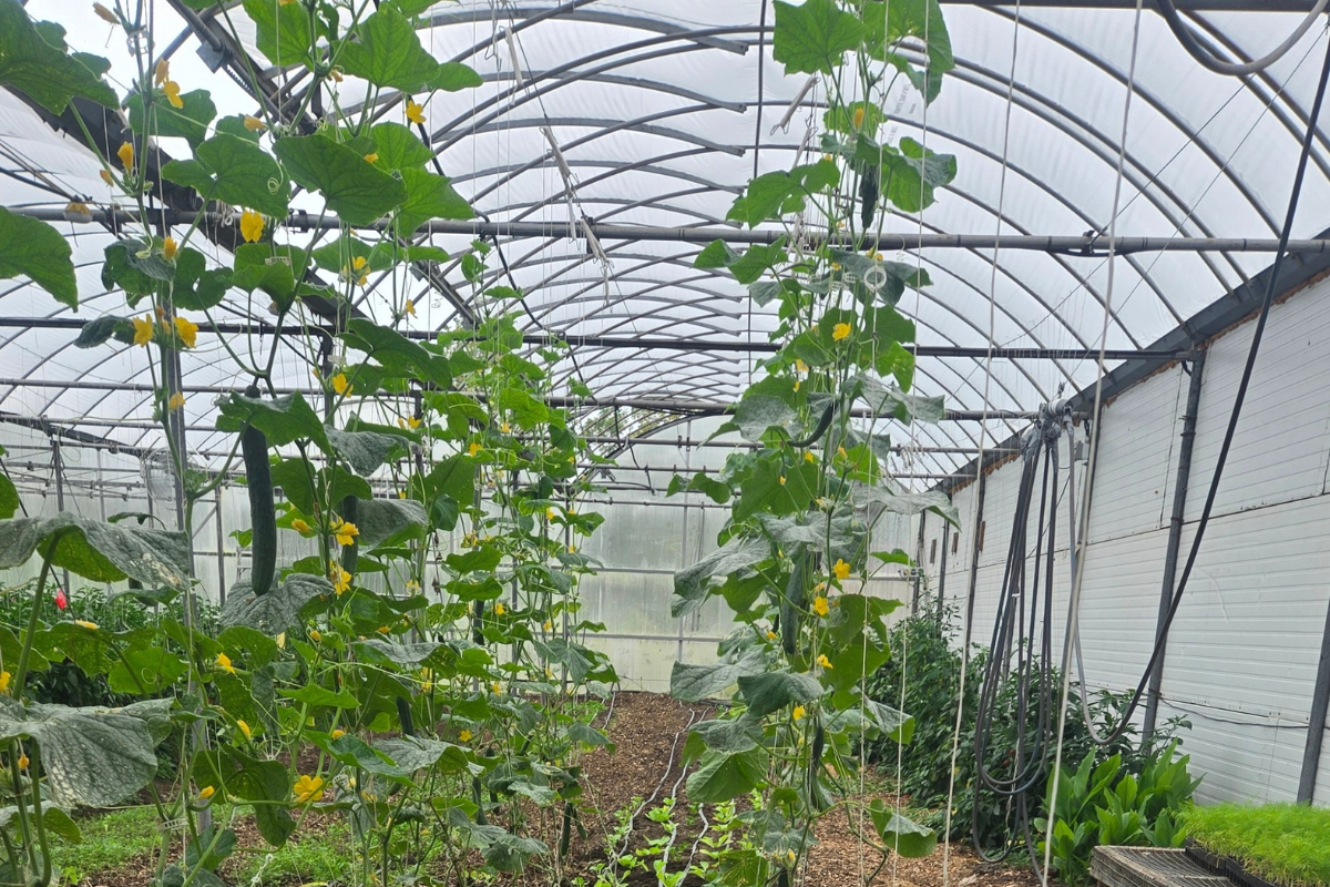 How vertical farming works: Systems and beginner challenges | Wikifarmer