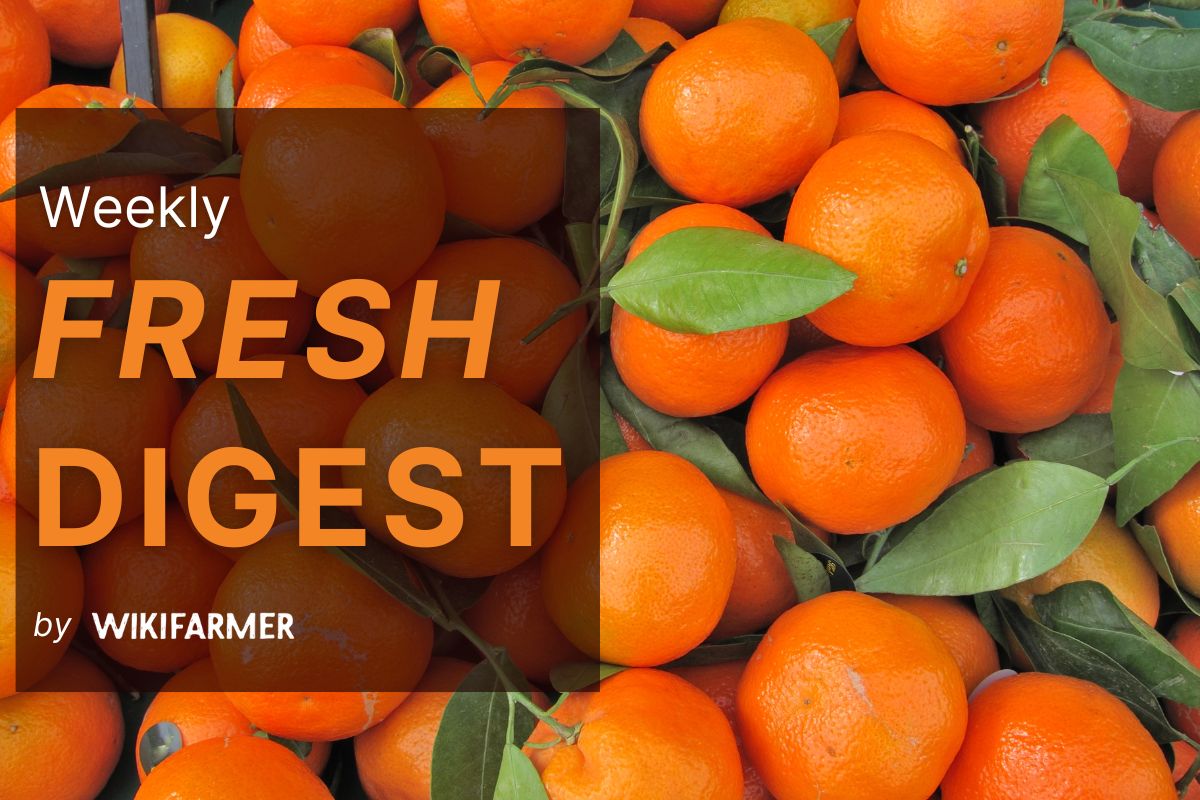 Fresh Market Digest: Week 4, 2026 | Wikifarmer