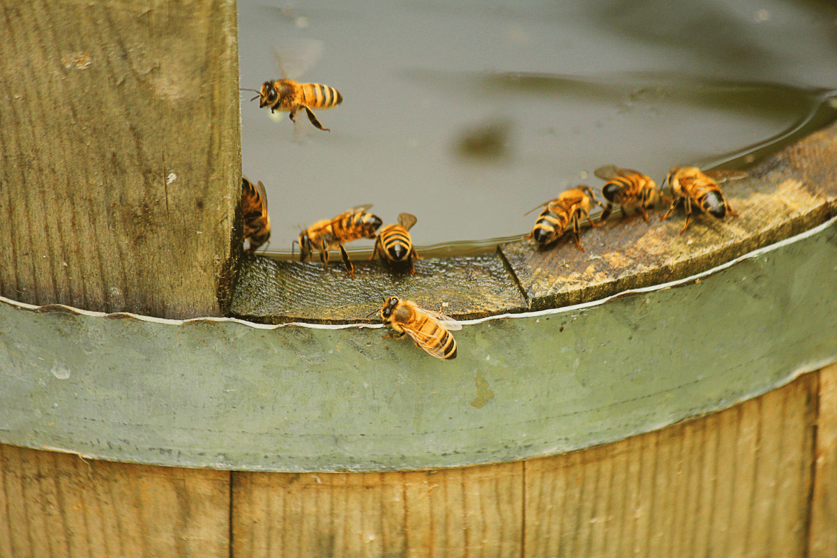 Why bees need water and how to set up a clean, reliable source | Wikifarmer