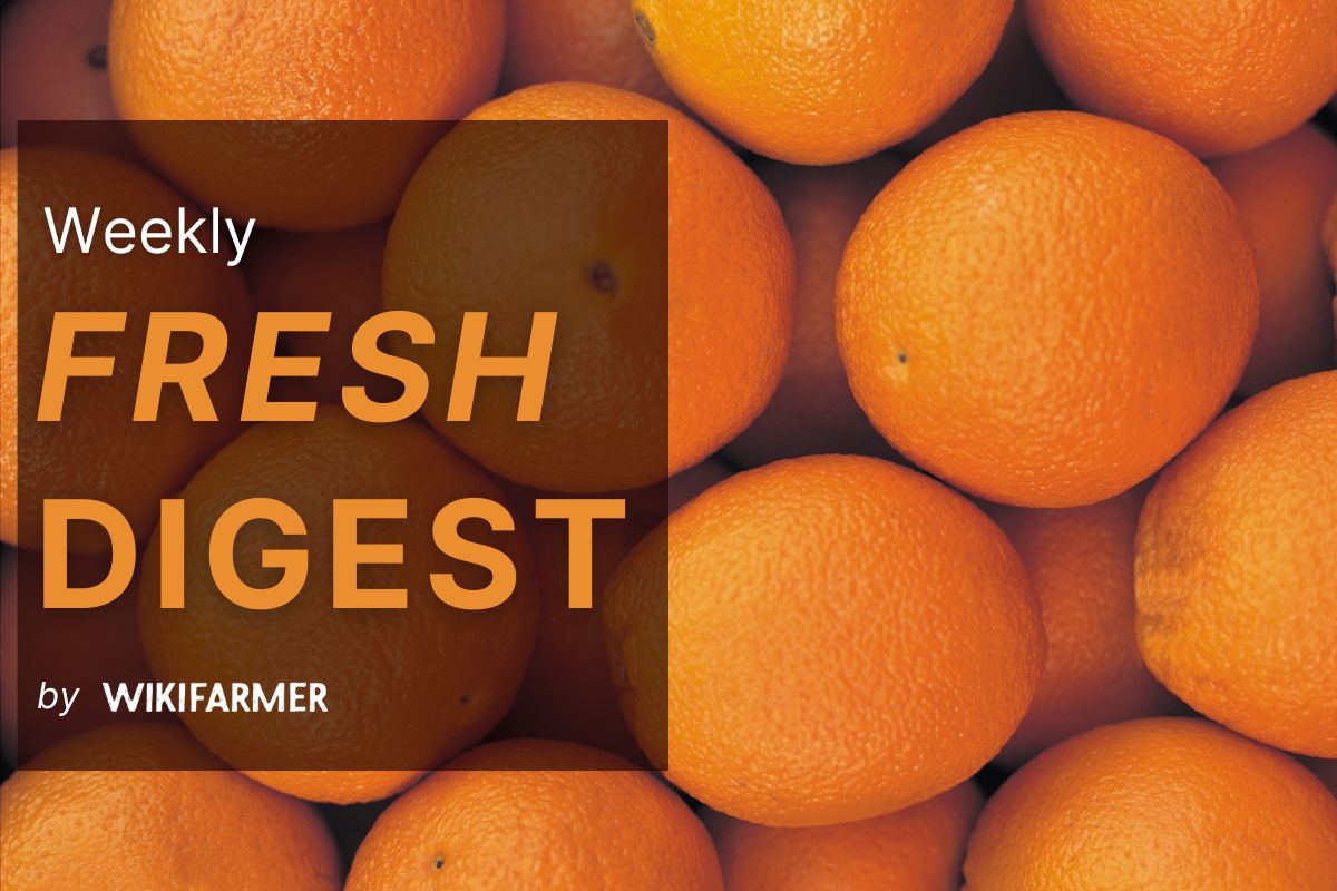 Mediterranean citrus peaks as stored pip fruit anchors EU market ...