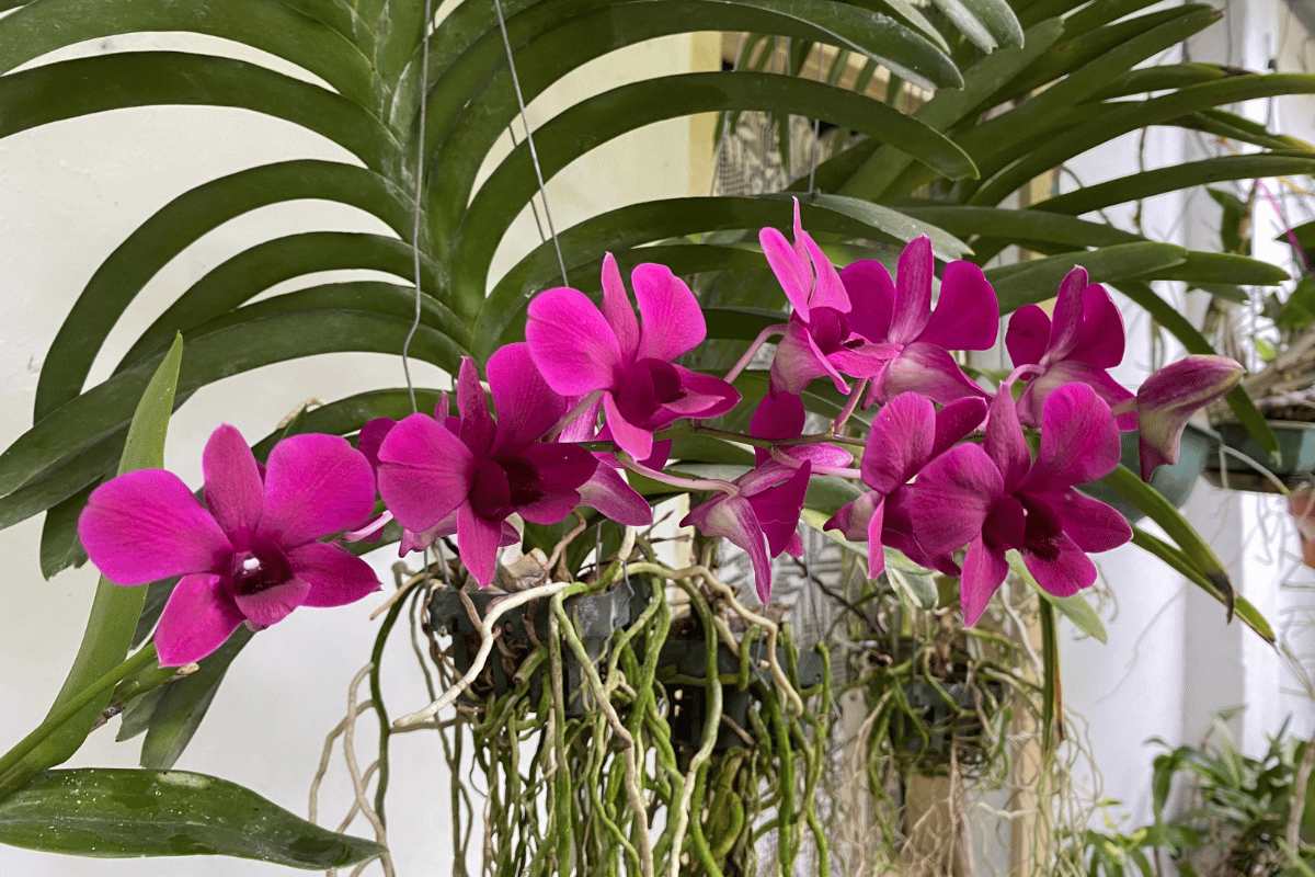 How to grow and care for orchids at home | Wikifarmer