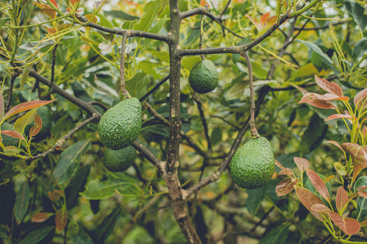 How cadmium affects agriculture and food crops | Wikifarmer