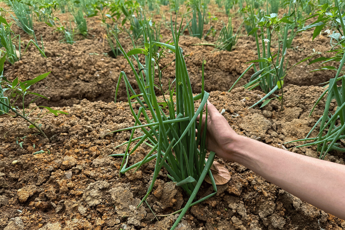 How to choose crop varieties based on day length | Wikifarmer