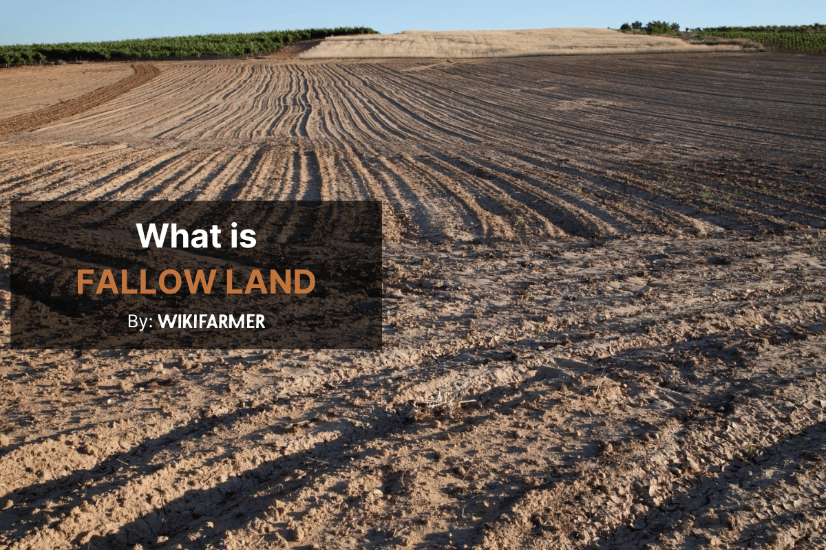 What is fallow land? | Wikifarmer