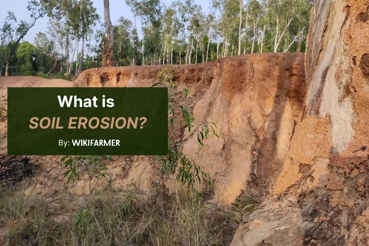 Soil erosion: Causes, effects, and prevention strategies | Wikifarmer