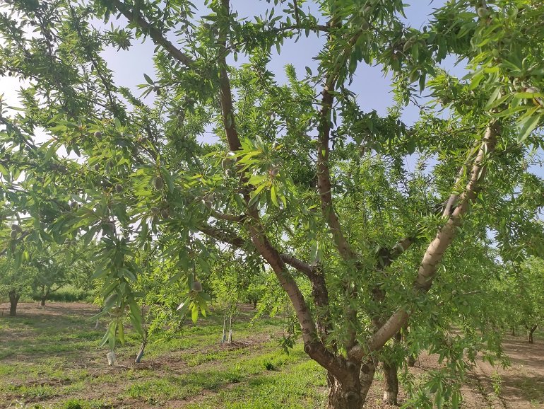 Almond Tree Information | Wikifarmer