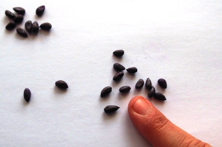 Cotton Sowing, Seeding Rate and Plant Population | Wikifarmer