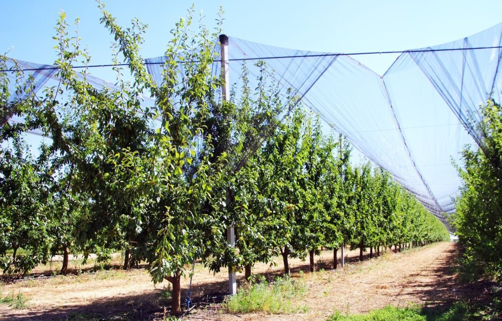 How to cultivate apples commercially | Wikifarmer