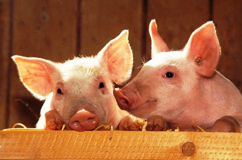 How to feed Pigs | Wikifarmer