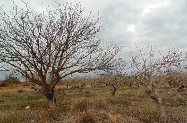 Pistachio Tree Planting | Wikifarmer