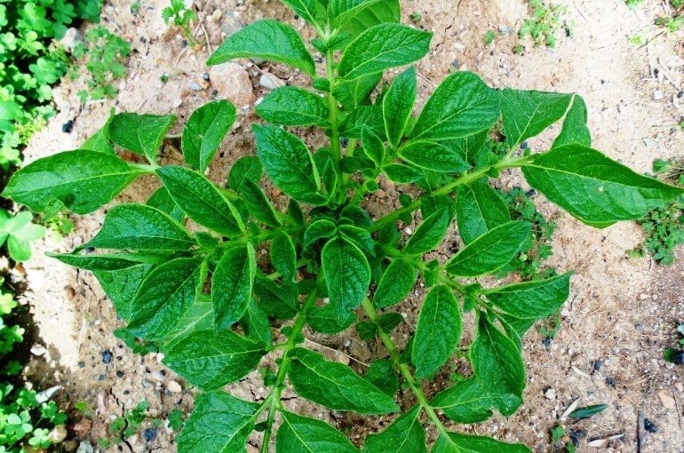 Potato Plant Information | Wikifarmer