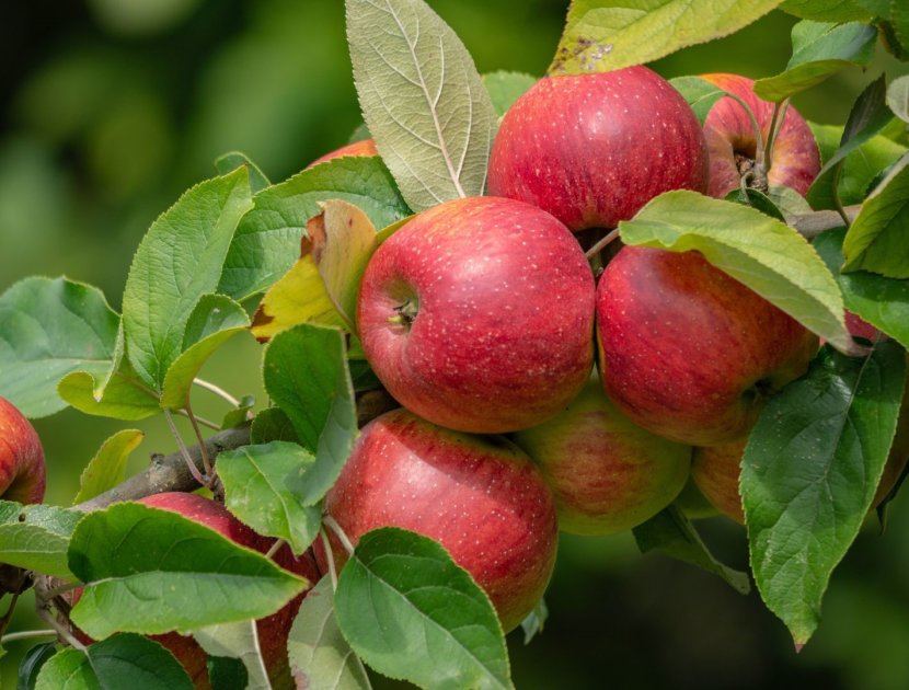 Site Selection for Apple Trees: Soil and Environmental Requirements ...