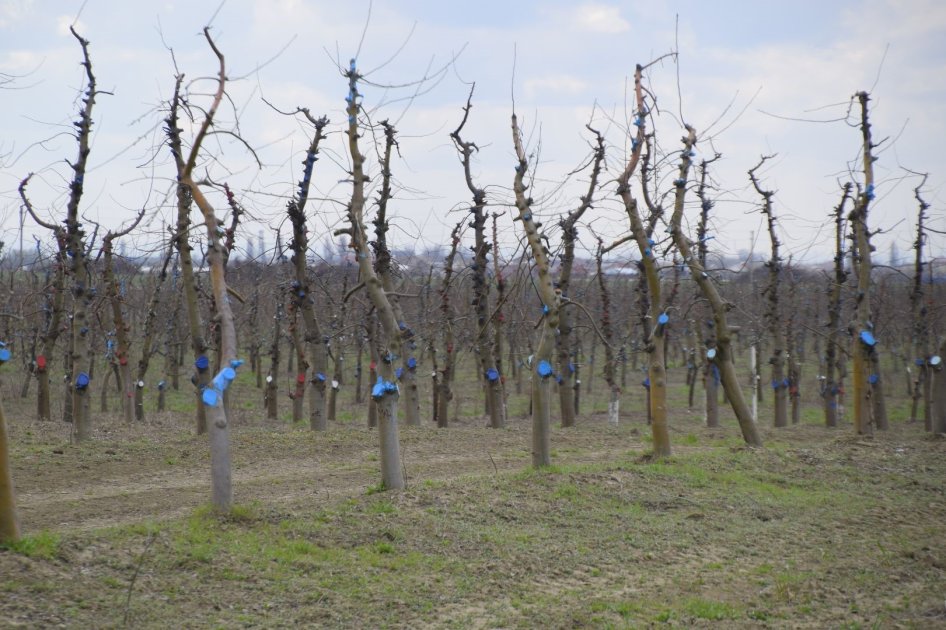 Training and Pruning of Apple Trees | Wikifarmer