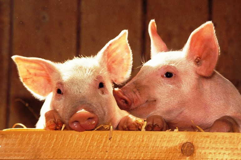 Comment nourrir les cochons | Wikifarmer