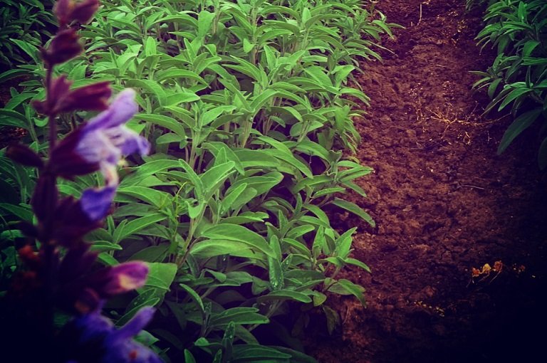Common Sage Uses & Plant Information | Wikifarmer
