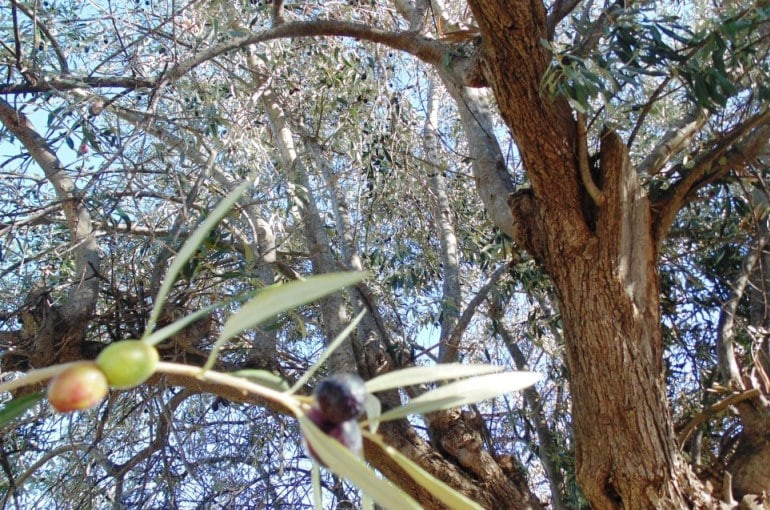 Είναι κερδοφόρα η καλλιέργεια της ελιάς; | Wikifarmer