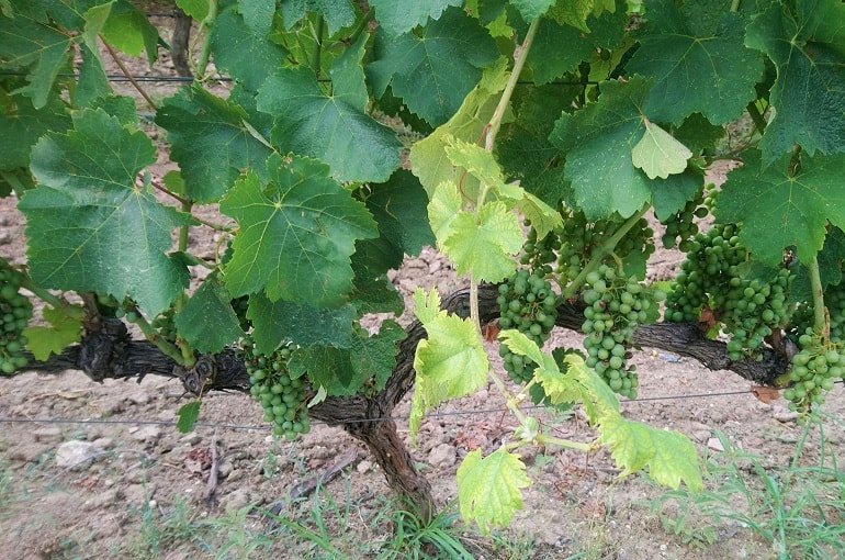 Información de la planta de la vid | Wikifarmer