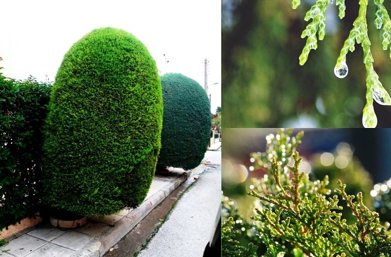 Coniferous Tree Care: All you need to know about Leyland, Thuja ...