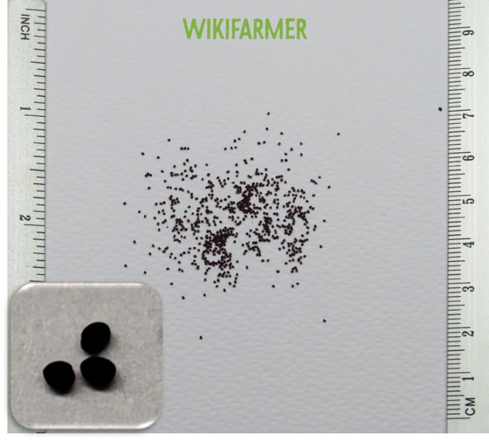 Mentha piperita - Σπόροι Μέντας | Wikifarmer