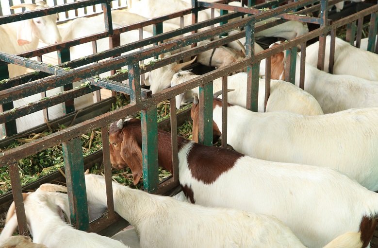 Come nutrire le capre | Wikifarmer