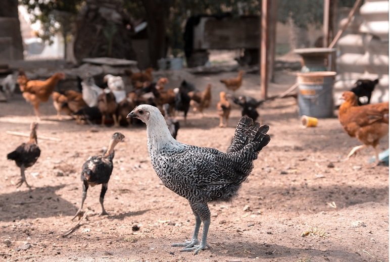 Come selezionare i polli per uova o carne | Wikifarmer