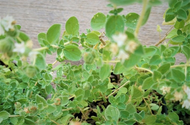 Growing Oregano in my Backyard | Wikifarmer