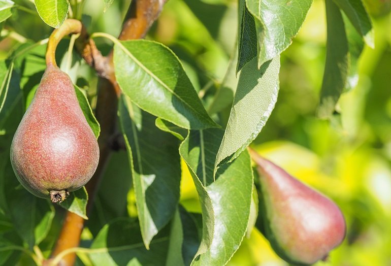 Informationen zum Birnbaum - Birnbaum höhe | Wikifarmer