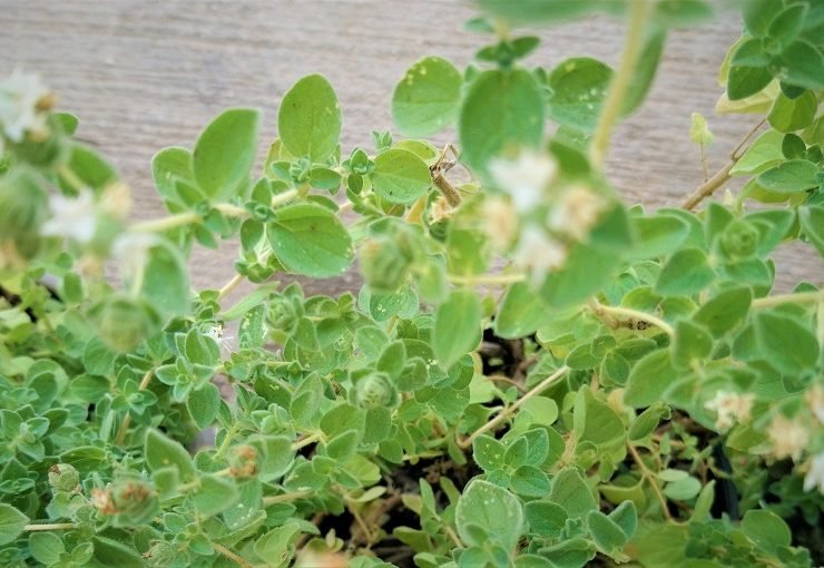 Oregano kweken in je achtertuin - Oregano planten in de tuin | Wikifarmer