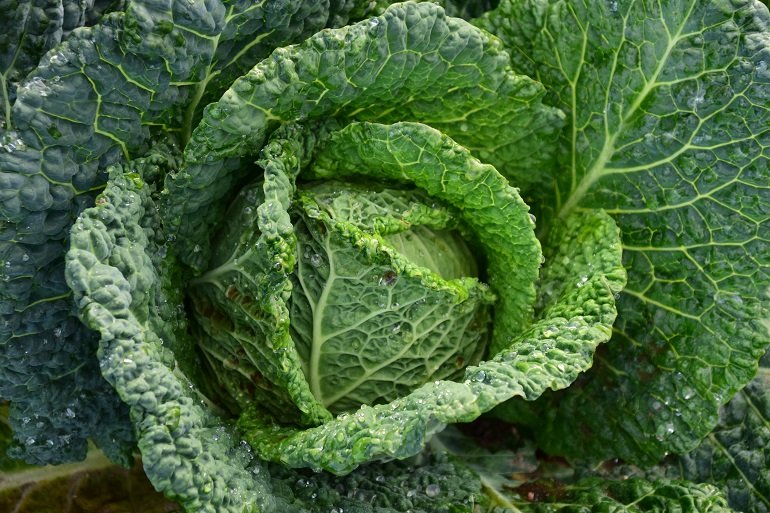 Informazioni e usi della pianta di cavolo | Wikifarmer
