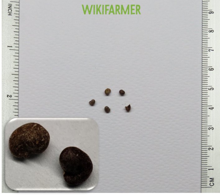 Capparis spinosa - Caper / Flinders rose seeds | Wikifarmer